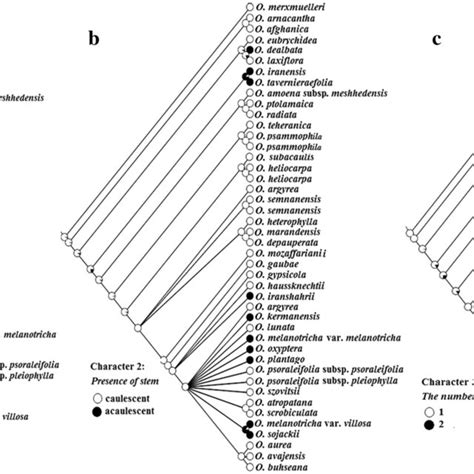 Ancestral Character State Reconstruction Of Some Diagnostic Characters