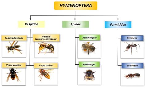 Banana Allergy Hymenoptera At Caitlyn Lavater Blog