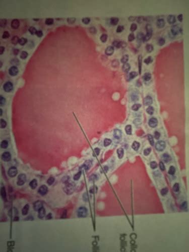 Midterm Review Flashcards Quizlet