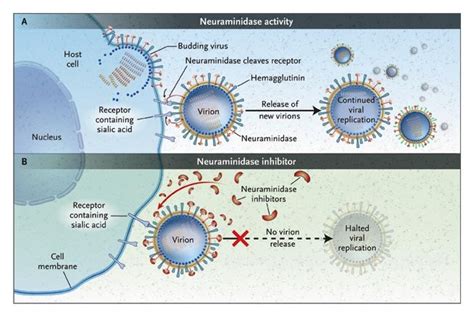 Neuraminidase Inhibitors For Influenza Nejm