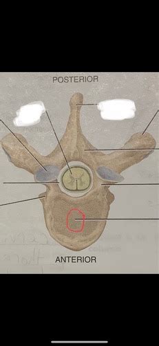 A P Lab Exam Review Axial Skeleton PART Flashcards Quizlet