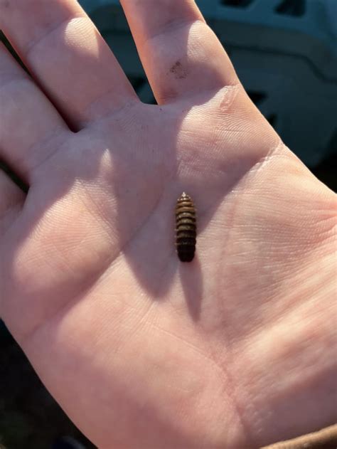 Common Compost Bugs Common Insects And Associated Pests Attacking