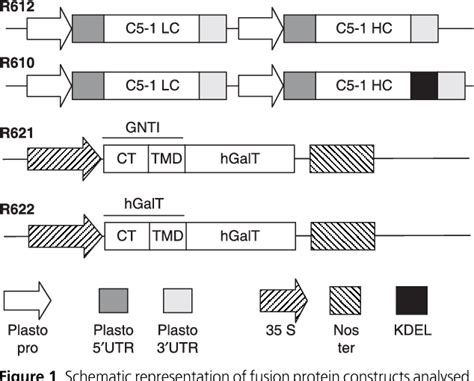 Figure 1 From Transient Co Expression For Fast And High Yield Production Of Antibodies With