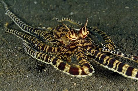 Mimic Octopus Mimicking Diver