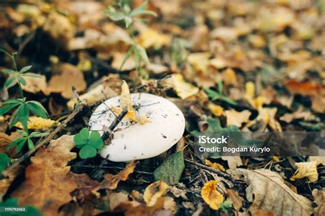 맑은 숲에서 녹색 잔디와 단풍에 Russula 버섯 가을 숲에서 버섯 사냥 루술라과 균 류 0명에 대한 스톡 사진 및 기타 이미지 Istock