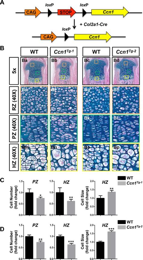 Ccn1 Regulates Chondrocyte Maturation And Cartilage Development Pmc