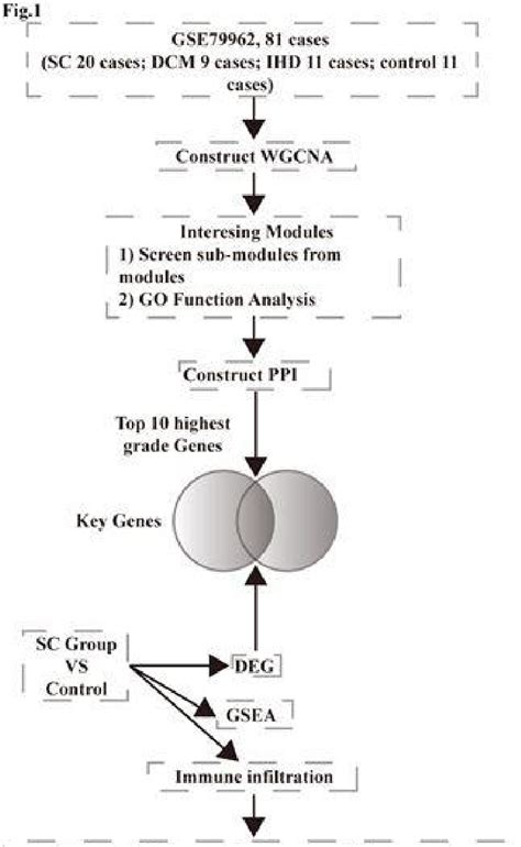 Workflow Used For Bioinformatics Analyses Download Scientific Diagram
