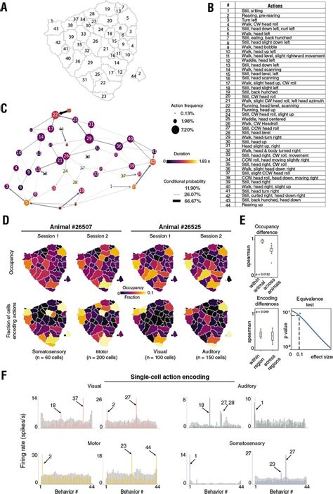 Behavioral Decomposition Reveals Rich Encoding Structure