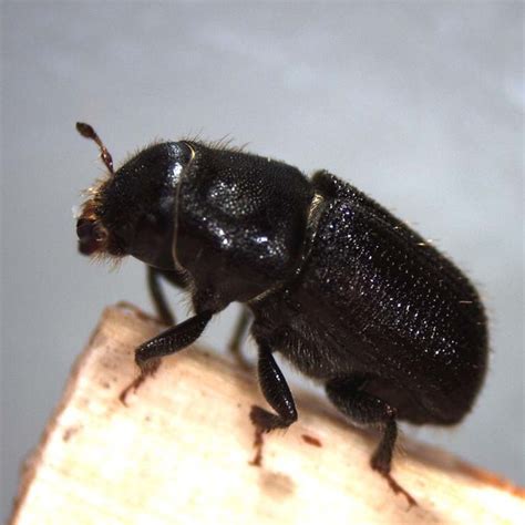 Evolutionary Biologist To Study Chromosome Evolution And The