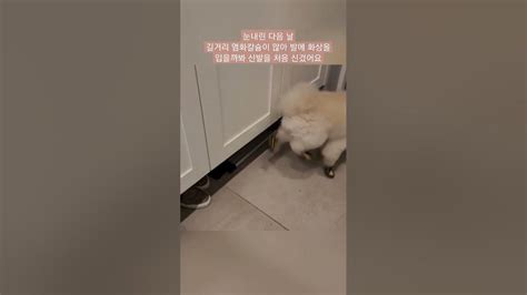 신발을 처음 신개 Youtube