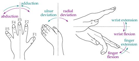 Metacarpophalangeal Joint Movement