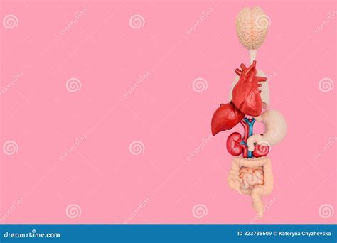 Set Of Internal Organs Models Arranged Anatomically Correct Stock Image