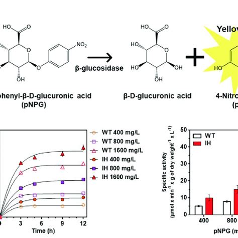 Summary Of Isoflavone Aglycone Forms Production With Soymilk Fermentation Download Scientific