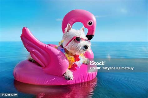 분홍색 고무 플라밍고에 차가운 열대 꽃 화환을 입고 흰색 테리어 개에 대한 스톡 사진 및 기타 이미지 개 수영장 스포츠 경기장 여름 Istock