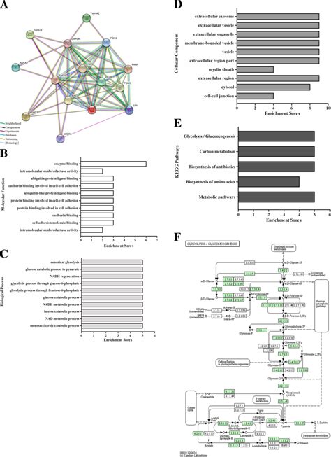 Protein Interaction Network And Functional Analysis A The Network