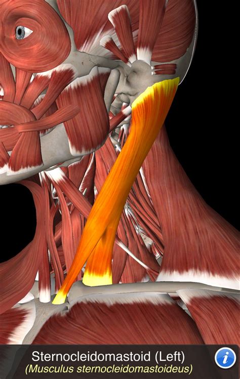 Sternocleidomastoid Anatomia Muscolare Anatomia Muscoli