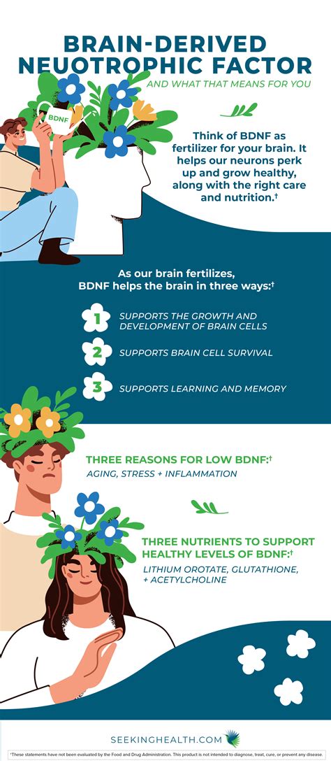 Brain Derived Neurotrophic Factor And What That Means For You