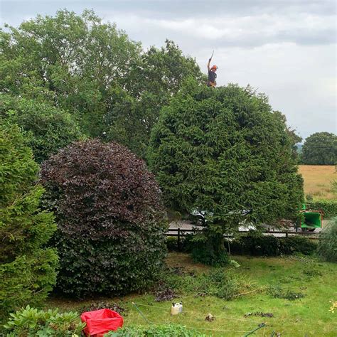 What Is A Tree Preservation Order Tree Surgeon Cardiff