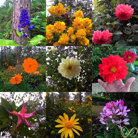 Botanical Garden Baguio Cave | Fasci Garden