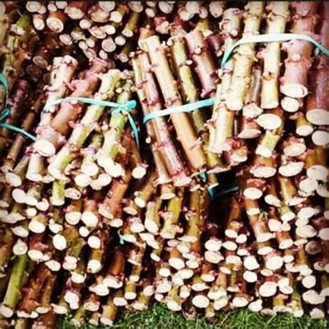 Jual Stek Batang Singkong 20 Batang Shopee Indonesia