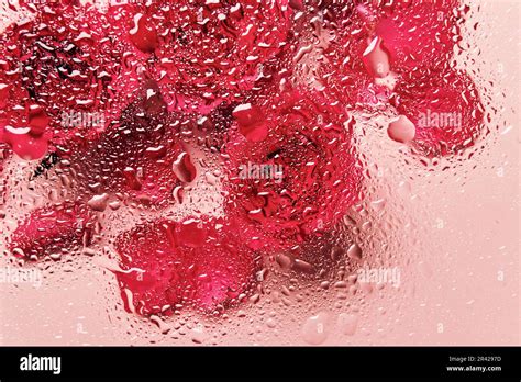 Flowers Under Glass With Water Drops Red Roses On Pink Background And
