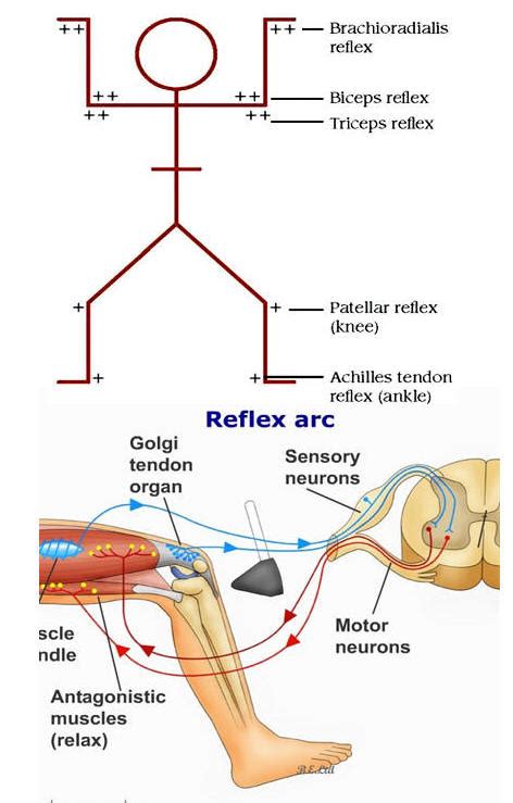 Triceps Tendon Reflex Examination Of The Muscle Stretch Reflexes
