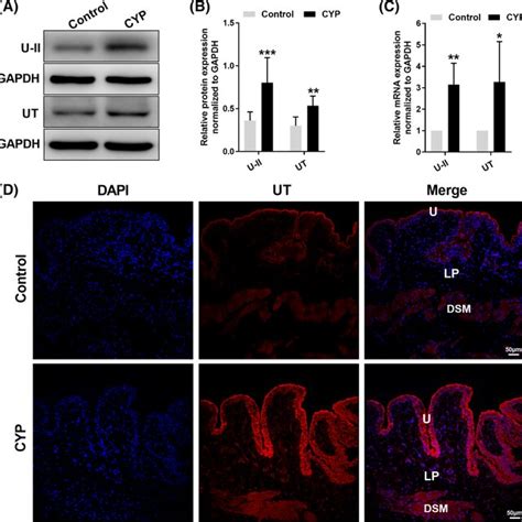 The Expression Levels Of UII And UT Are Significantly Increased In Rat Download Scientific