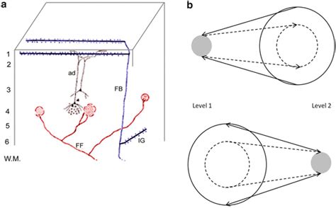 Active Inference Predictive Coding And Cortical Architecture Neupsy Key