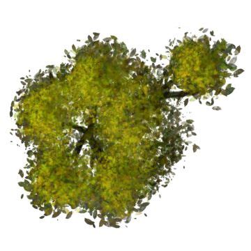 Tree Plan White Transparent Color Plan Tree Top View Tree Plantree PNG Image For Free