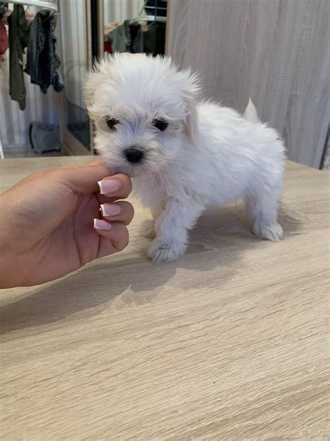 Мальтийская болонка мальчики мальтезе на продажу по цене 40000₽ в Москве — объявление №42760 на