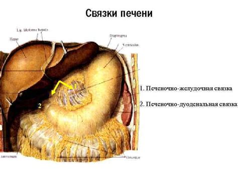 Занятие 3 Печень Жёлчный пузырь Поджелудочная железа Селезёнка