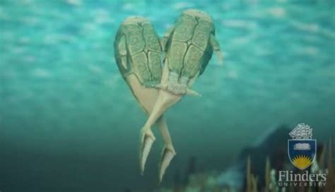 Meet The Ancient Fish Who Invented Sex The Dodo