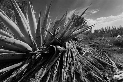 野村誠一 Seiichi Nomura Website