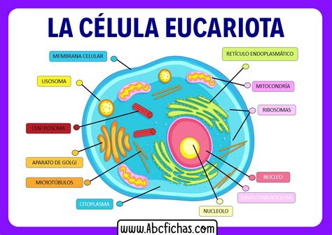 Estructura Y Partes De La Celula Eucariota Abc Fichas