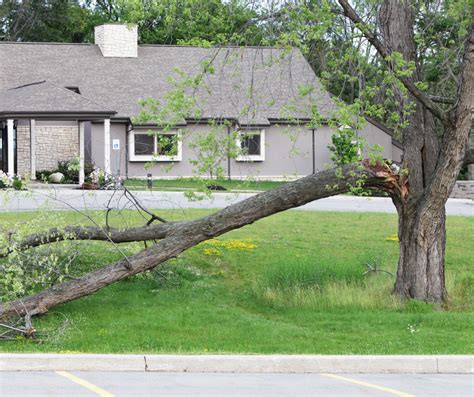 Tree Limb Care And Repair N C Cooperative Extension
