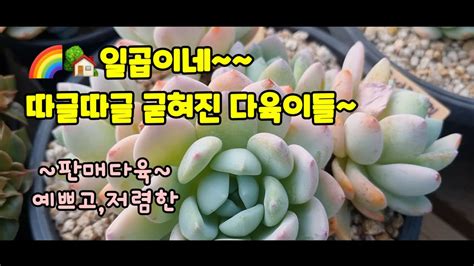 1️⃣1️⃣월2️⃣9️⃣일🌈예쁘게 다져진 다육이🪴판매다육영상 Youtube