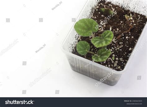 Begonia Propagation Isolated On White Background Stock Photo 2181621015 Shutterstock