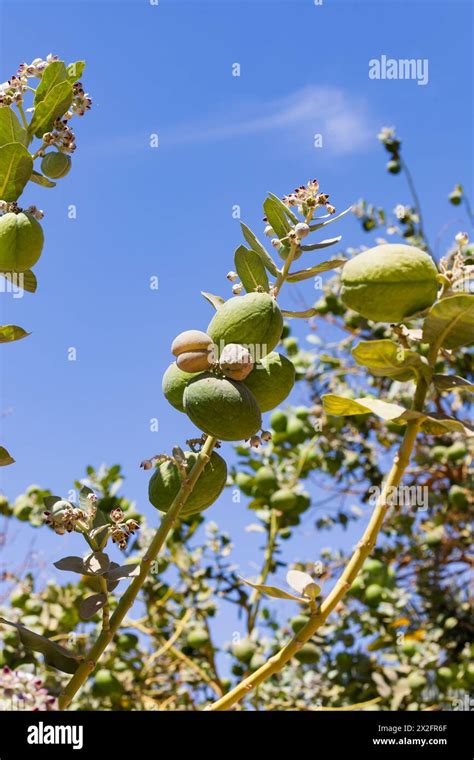 Fruit Of The Poisonous Apple Of Sodom Milkweed Calotropis Procera