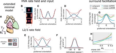 Contextual Modulation Emerges By Integrating Feedforward And Feedback Processing In Mouse Visual