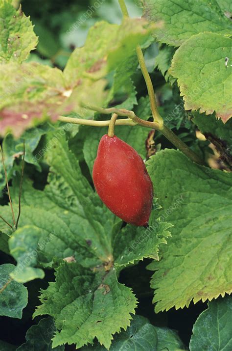 Himalayan Mayapple Fruit Stock Image B790 0258 Science Photo Library