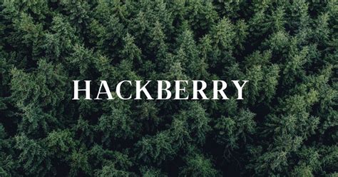 Hackberry Tree Identification Uses And Workability Timber Blogger