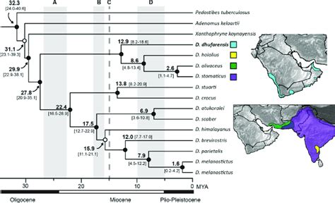 divergence timings of the genus duttaphrynus bayesian maximum clade