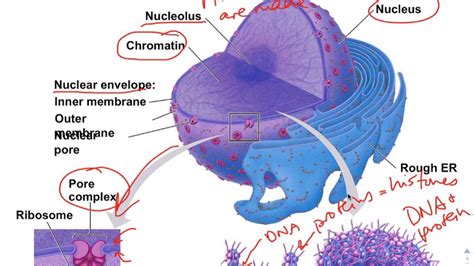 Ribosome Diagram With Labels