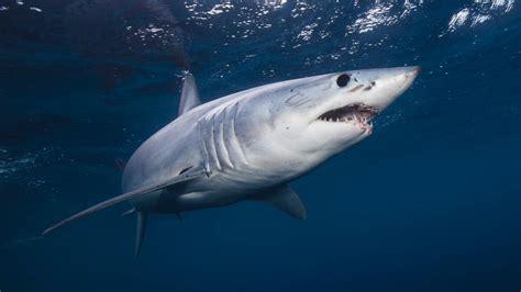 Watch A Mako Shark Jumps Into Boat Off The Coast Of Maine 987 The