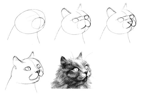 Как нарисовать стрижа карандашом поэтапно для начинающих