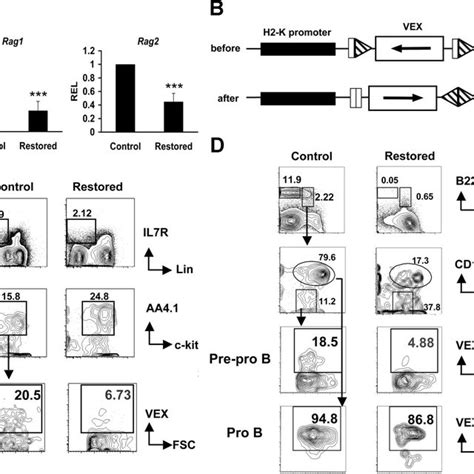 Cbf Smmhc Repression Of Early B Cell Program Is Cell Autonomous A Download Scientific