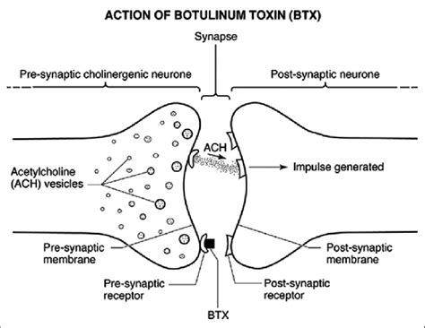 Botulinium Toxin Blocks Pre Synaptic Receptor And Prevents Release Of