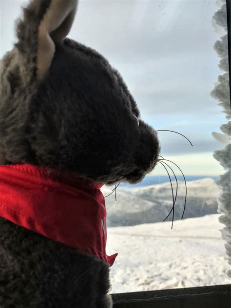 Nimbus Kitty Mwobs Mascot Mount Washington Observatory