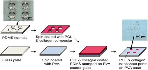 Overview Of The Fabrication Of Composite Pclcollagen Nanosheets Pdms Download Scientific