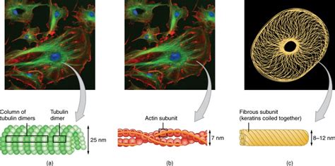 The Cytoplasm And Cellular Organelles Anatomy And Physiology I